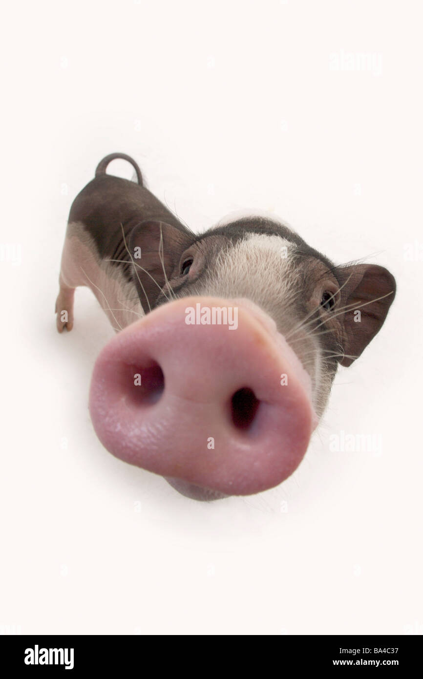 Piglet standing focus on nose Stock Photo - Alamy