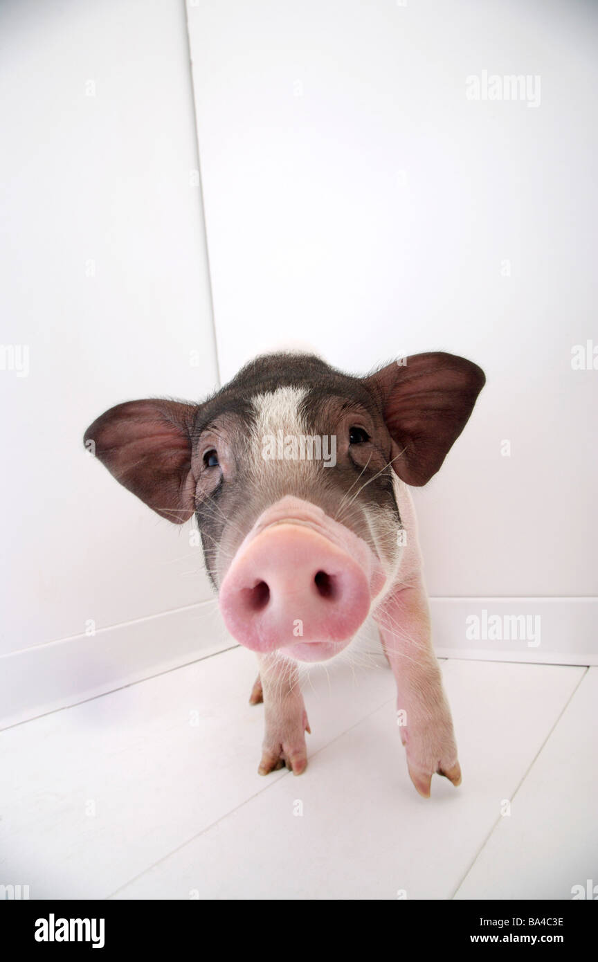 Piglet front view Stock Photo - Alamy