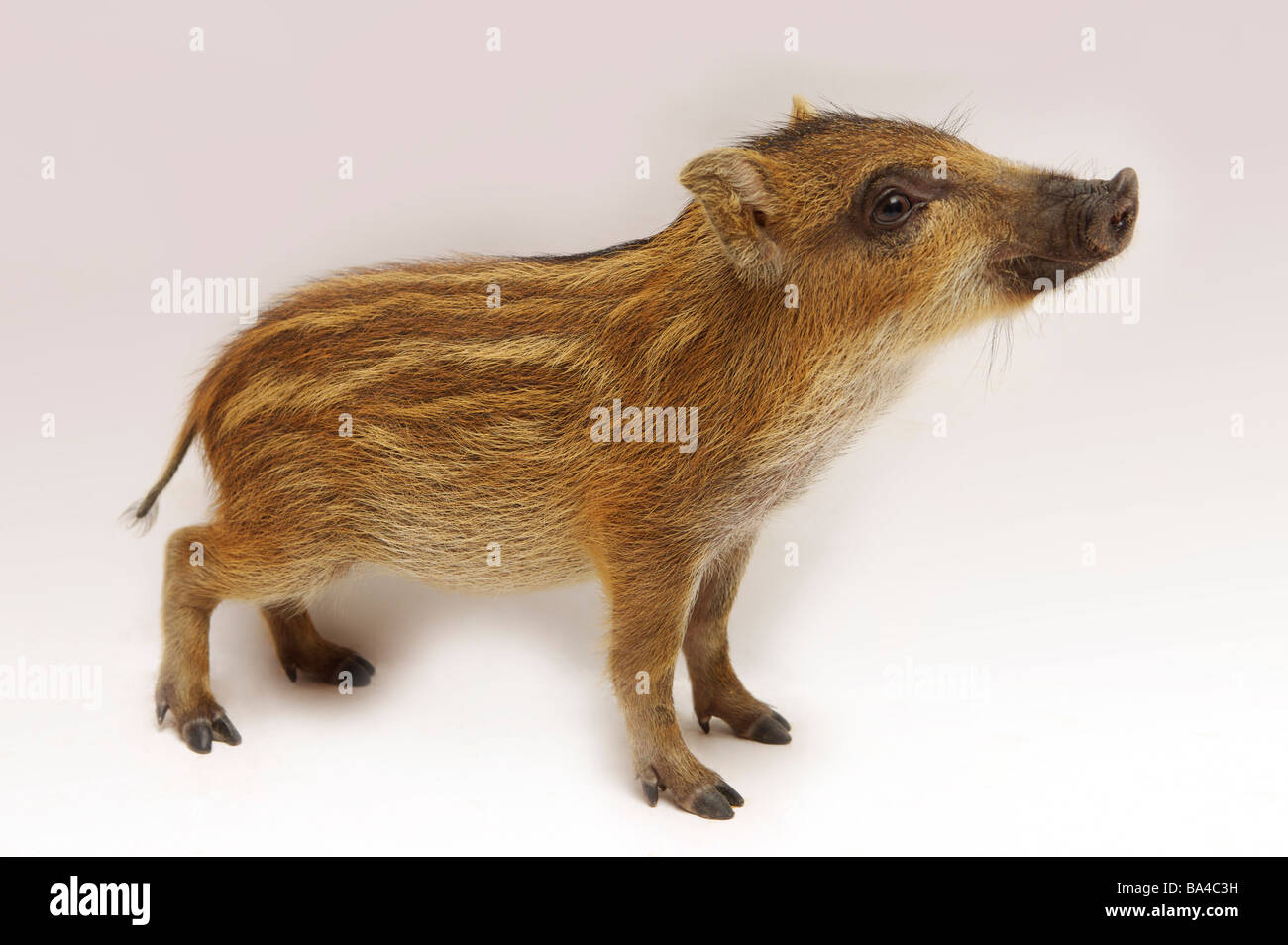 Piglet side view Stock Photo - Alamy