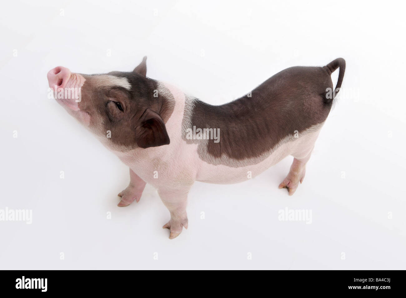 Piglet standing overhead view Stock Photo - Alamy