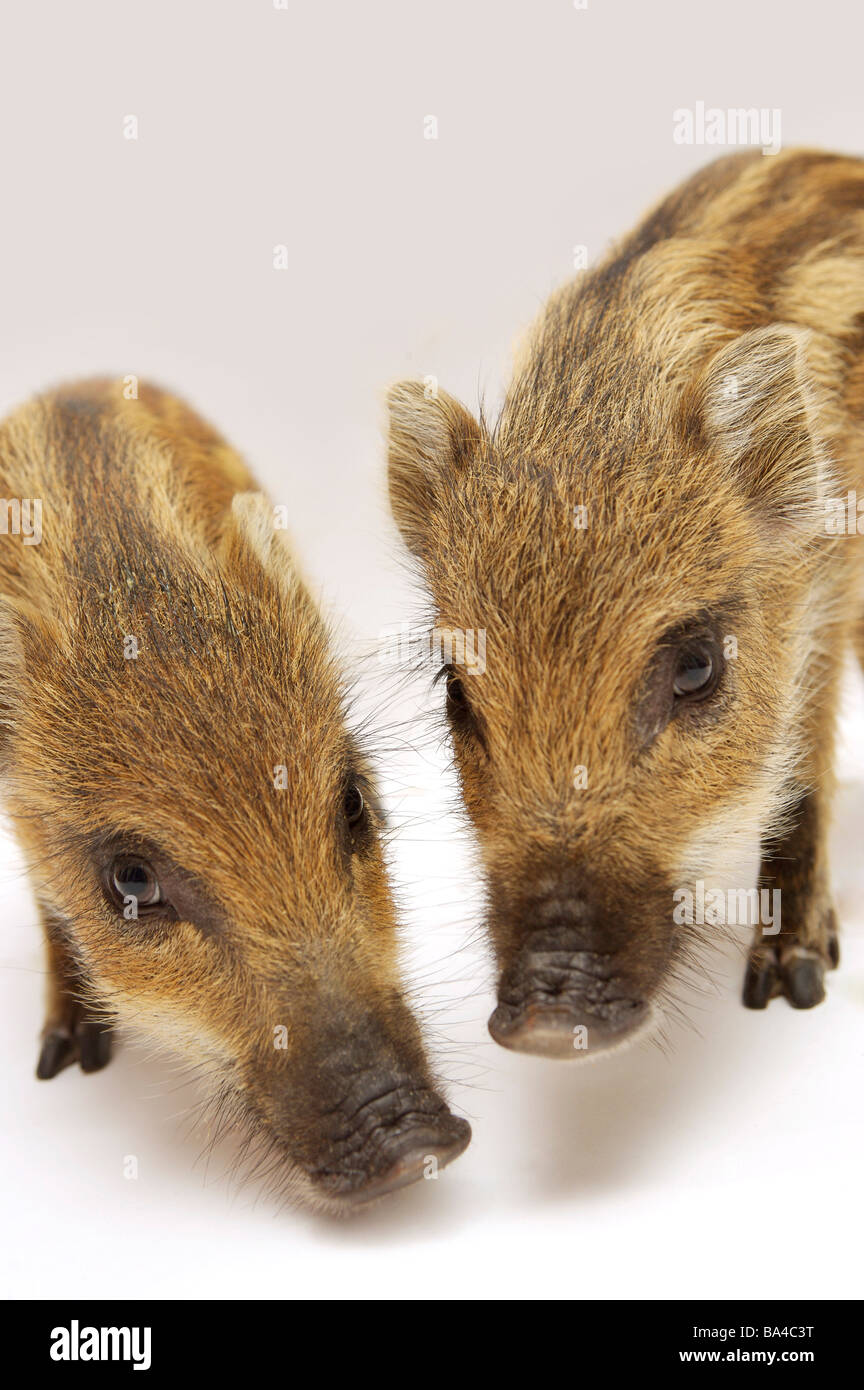 Two piglets close up Stock Photo - Alamy
