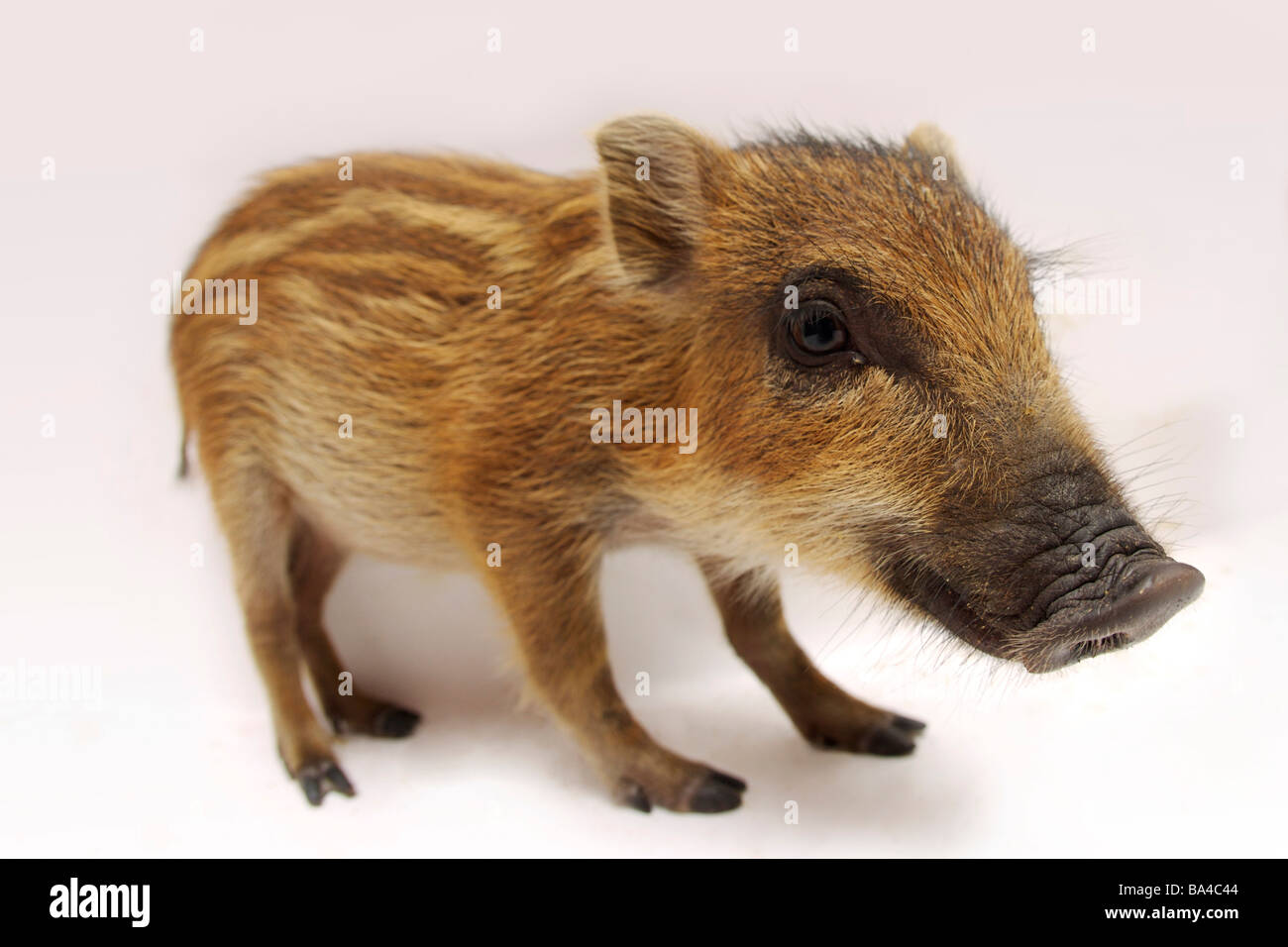 Piglet standing side view Stock Photo - Alamy