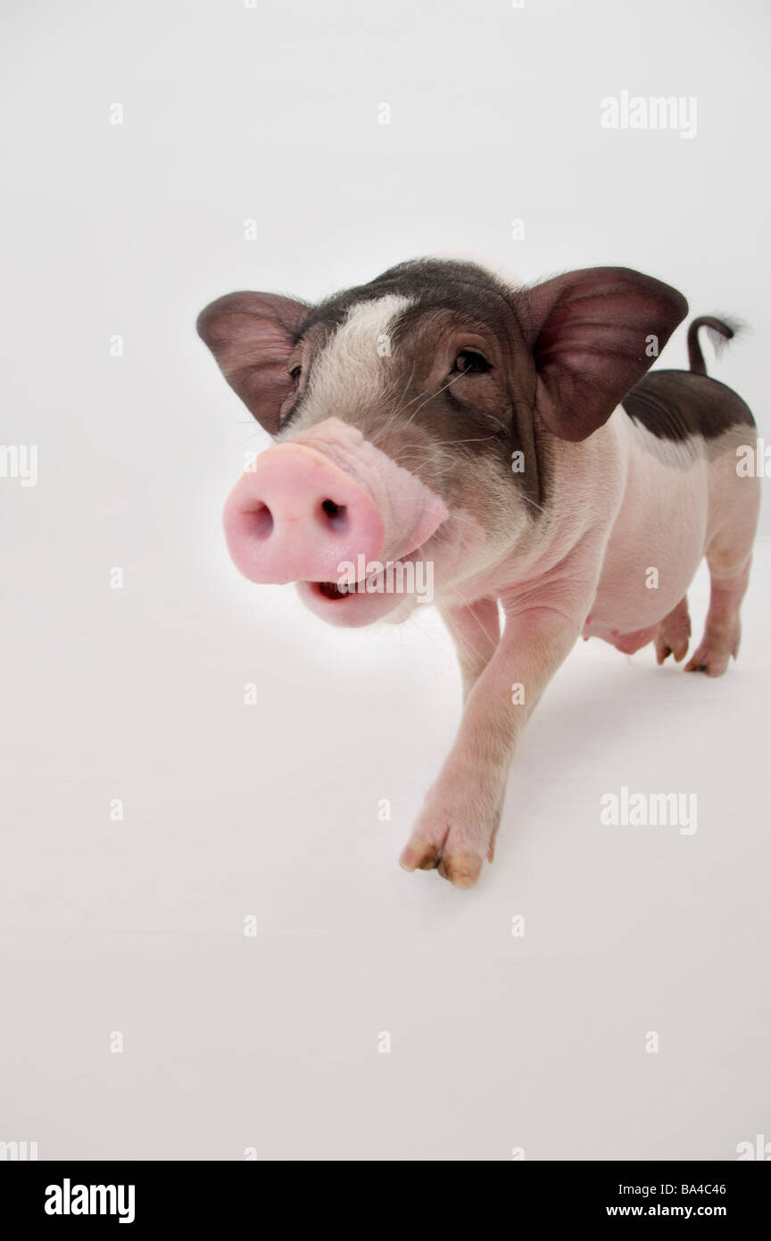 Piglet smiling close up Stock Photo - Alamy