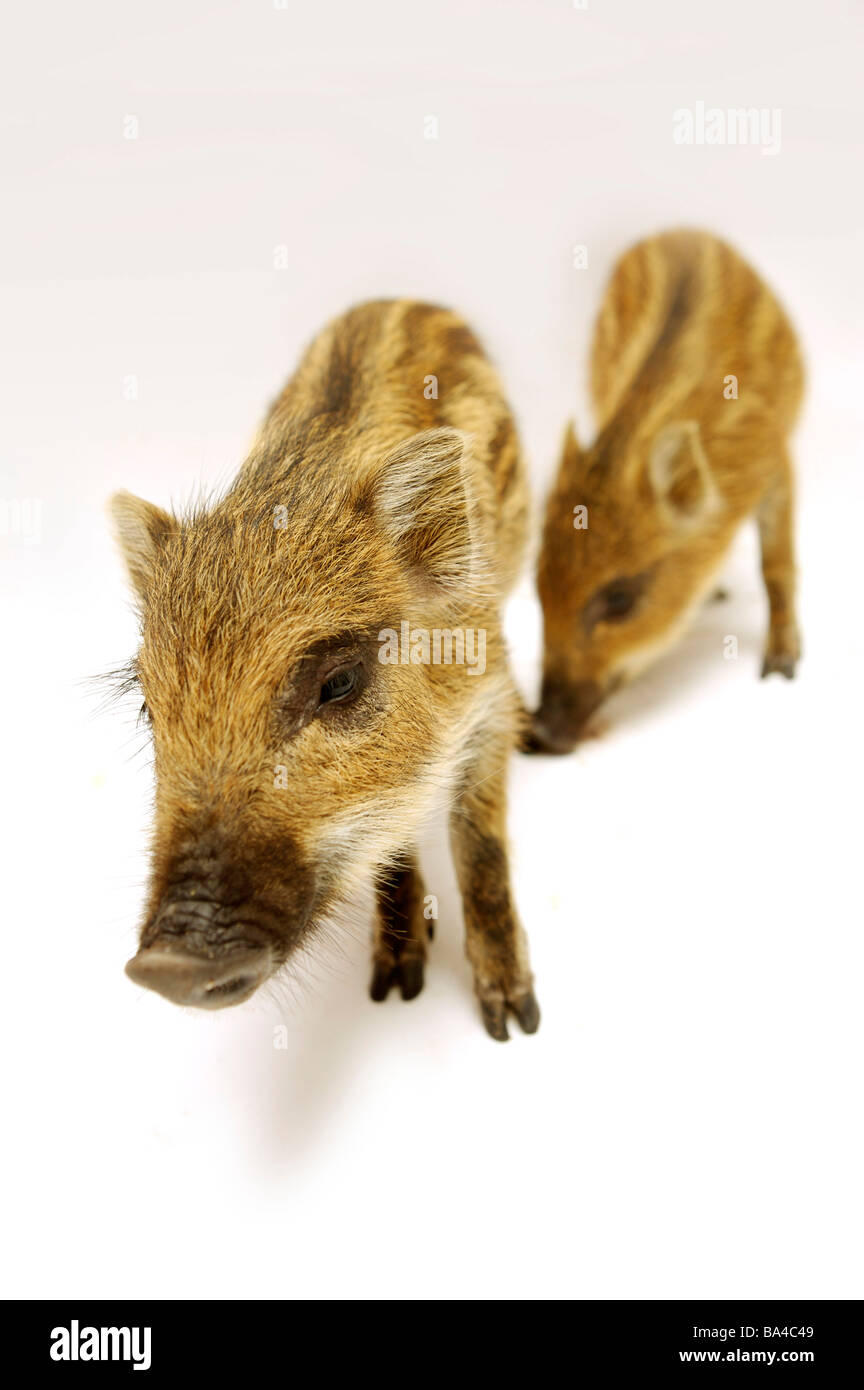 Two piglets standing Stock Photo - Alamy