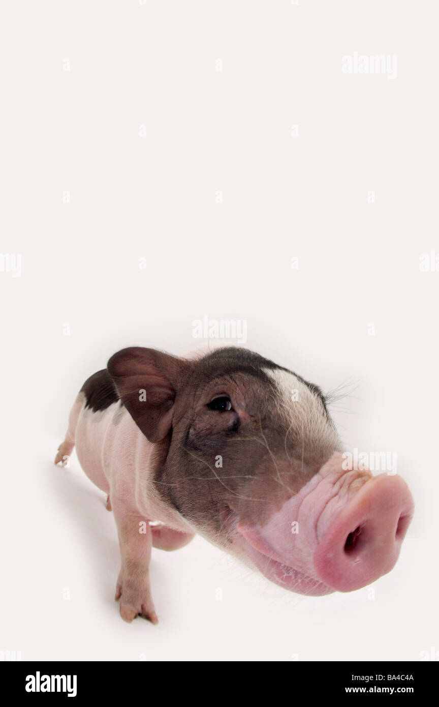 Piglet walking side view hi-res stock photography and images - Alamy