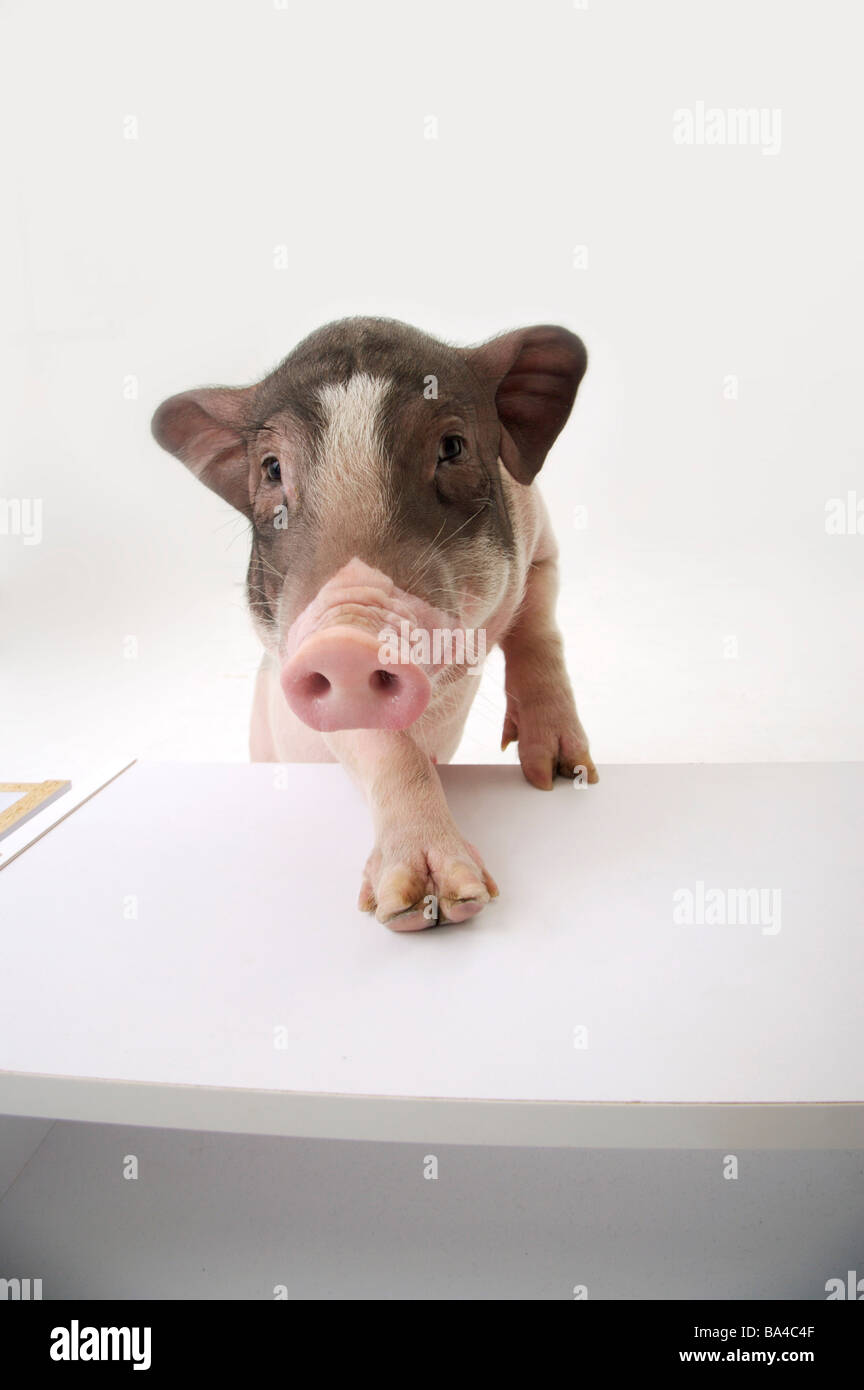 Piglet standing front view Stock Photo - Alamy