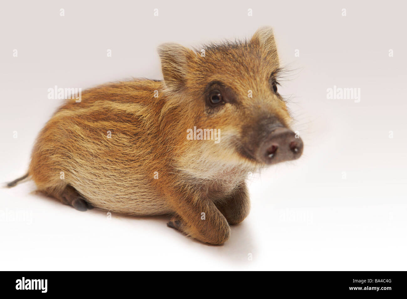 Piglet sitting close up Stock Photo - Alamy