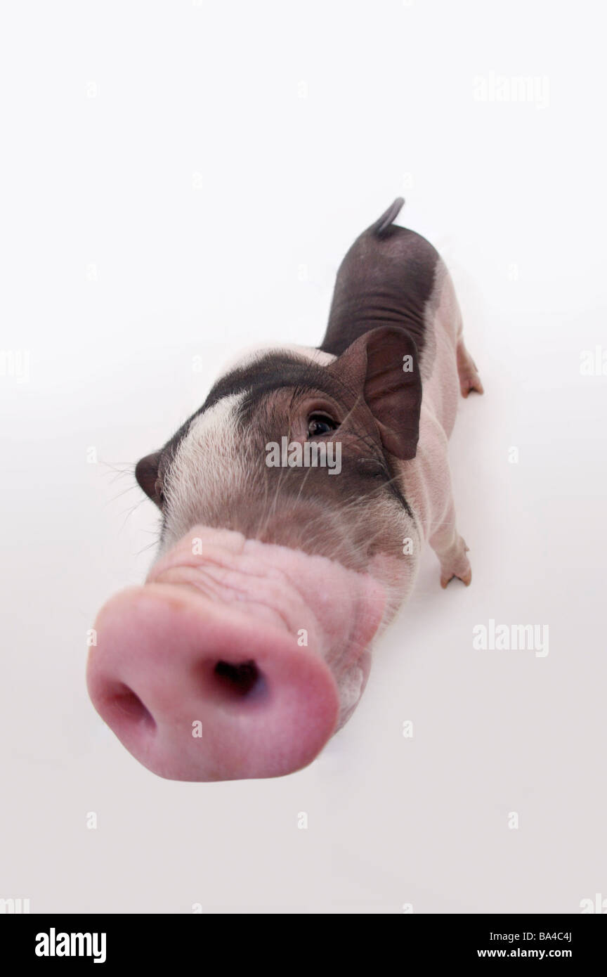 Piglet focus on nose Stock Photo - Alamy