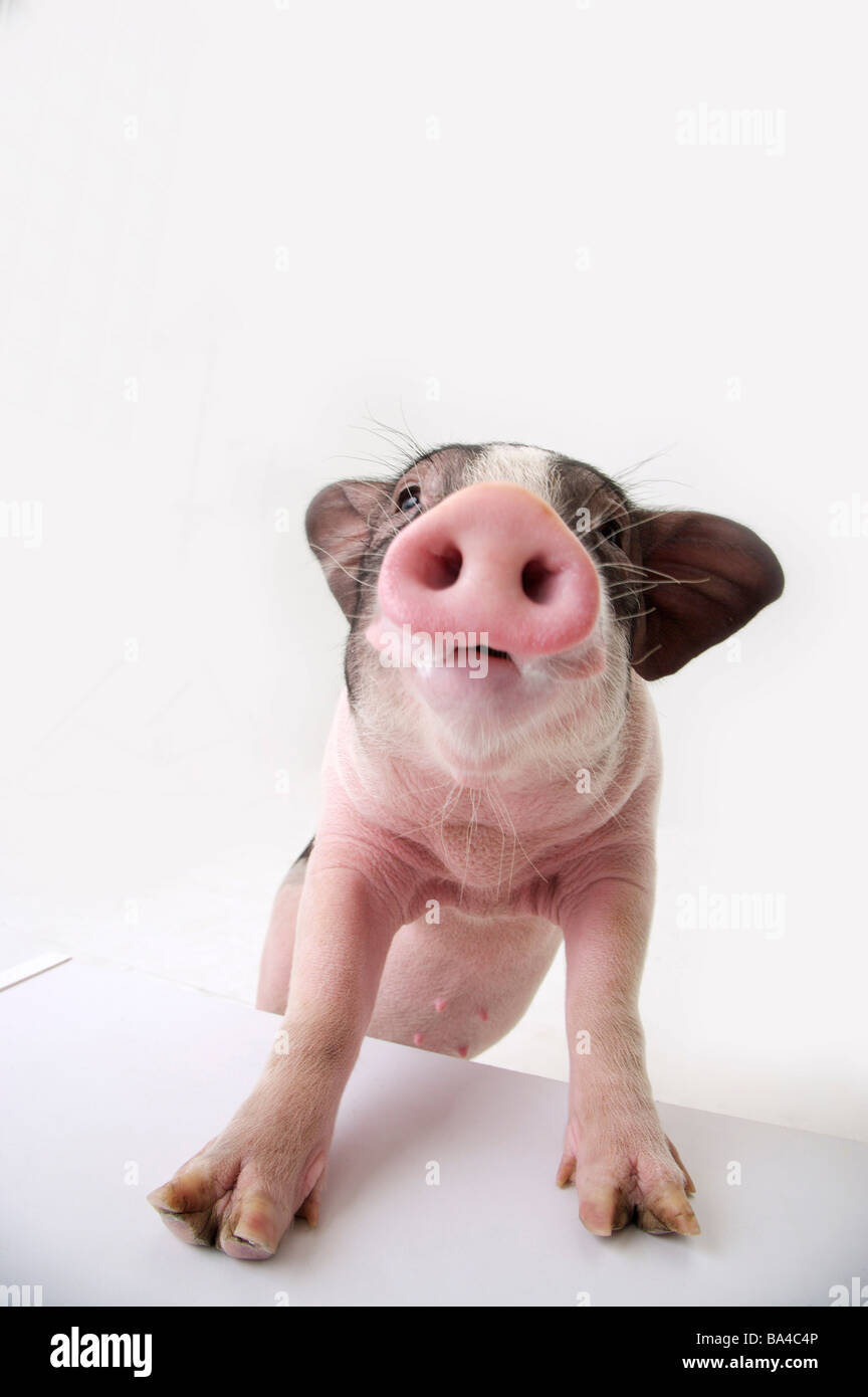 Piglet close up Stock Photo - Alamy