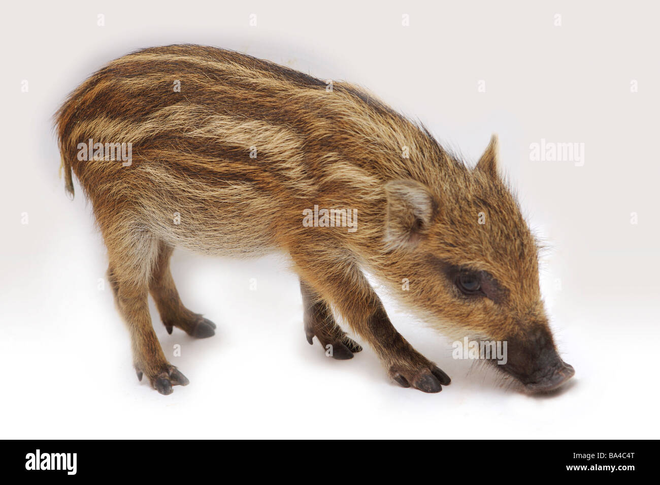 Piglet standing side view Stock Photo - Alamy
