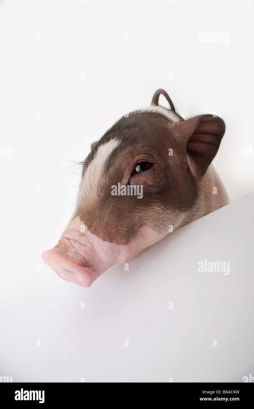 Close up of a piglet s head side view Stock Photo - Alamy