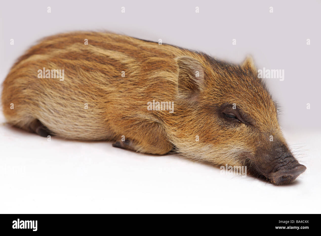 Lying down wild boar hi-res stock photography and images - Alamy