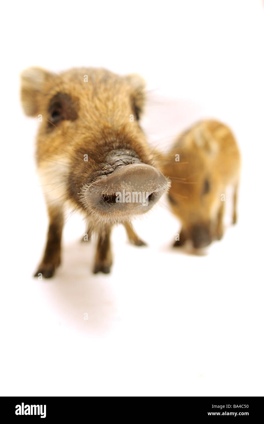 Brown pig standing on Cut Out Stock Images & Pictures - Alamy