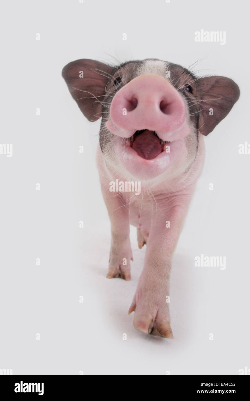Piglet standing with mouth open front view Stock Photo - Alamy
