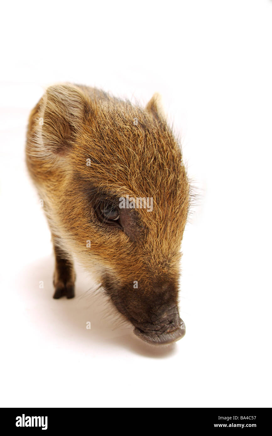 Hairy piglet Cut Out Stock Images & Pictures - Alamy