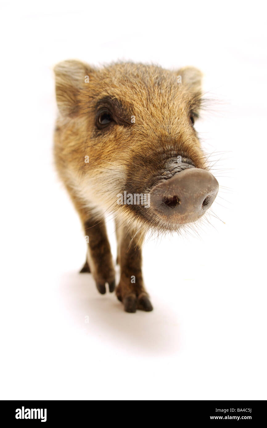 Piglet standing close up Stock Photo - Alamy