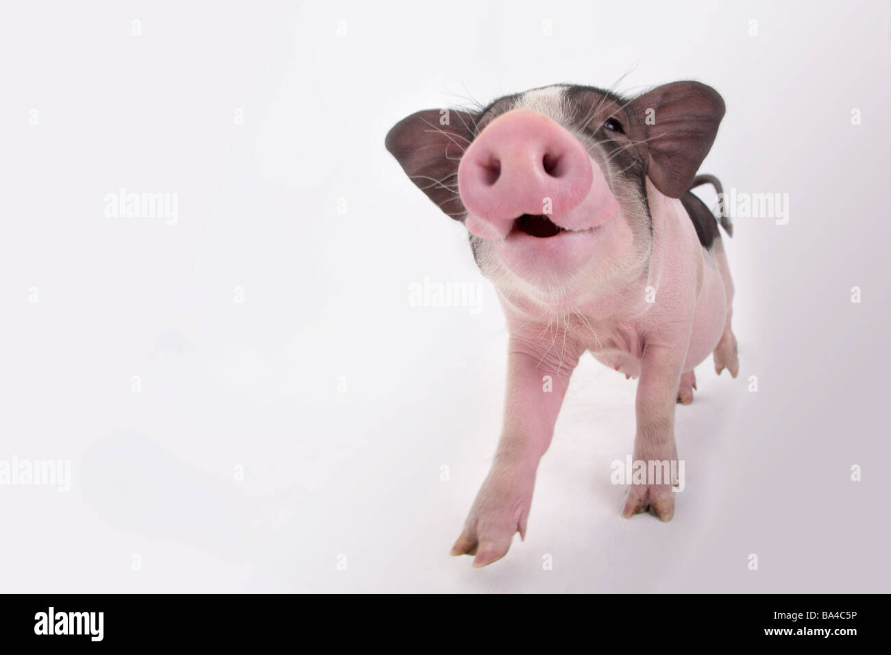 Animal open mouth pig hi-res stock photography and images - Alamy