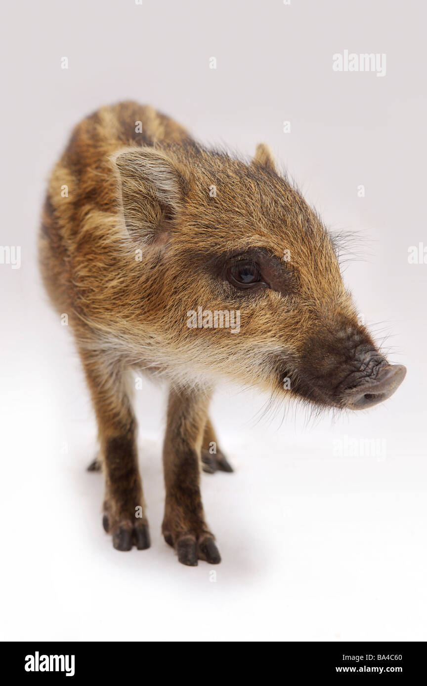 Piglet standing front view Stock Photo - Alamy