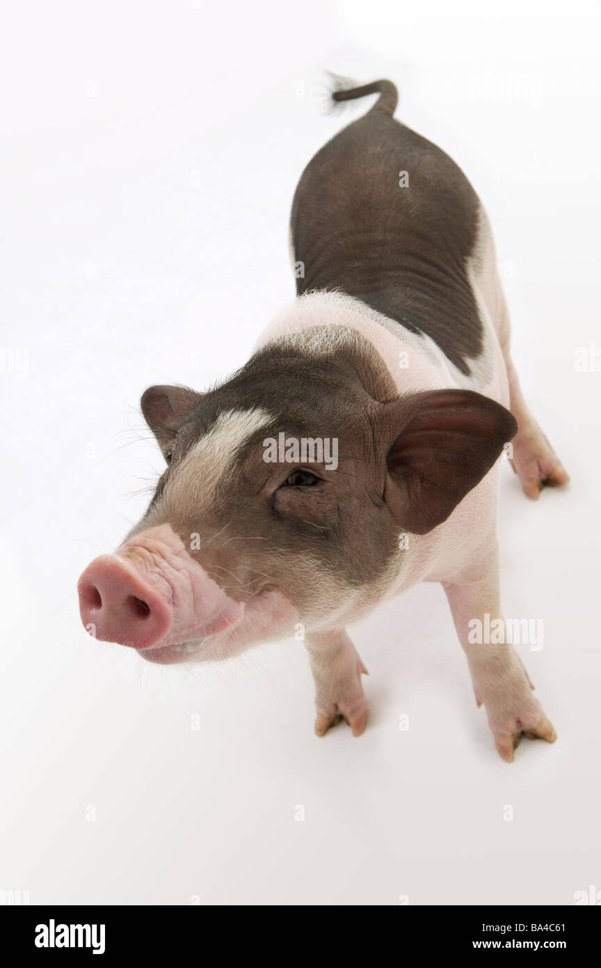 Piglet standing high angle view Stock Photo - Alamy