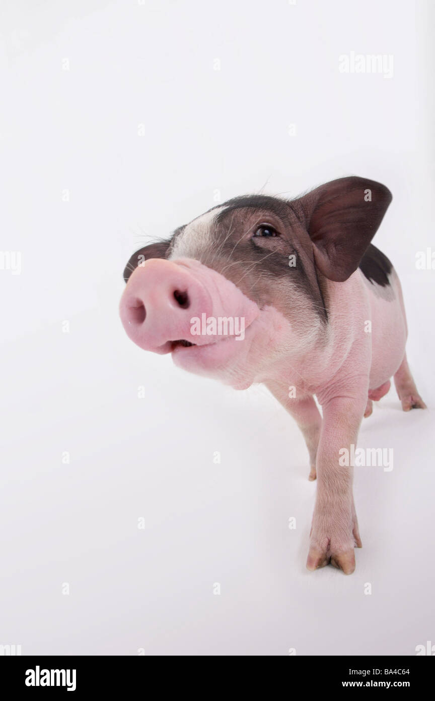 Piglet standing with smile Stock Photo - Alamy