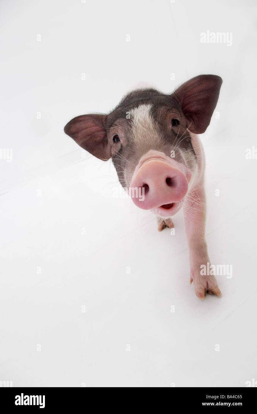 Piglet standing front view Stock Photo - Alamy