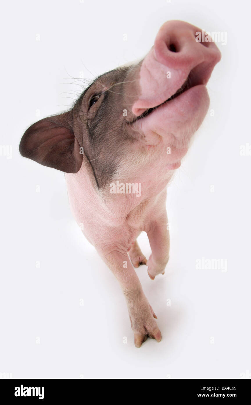 Piglet mouth open hi-res stock photography and images - Alamy