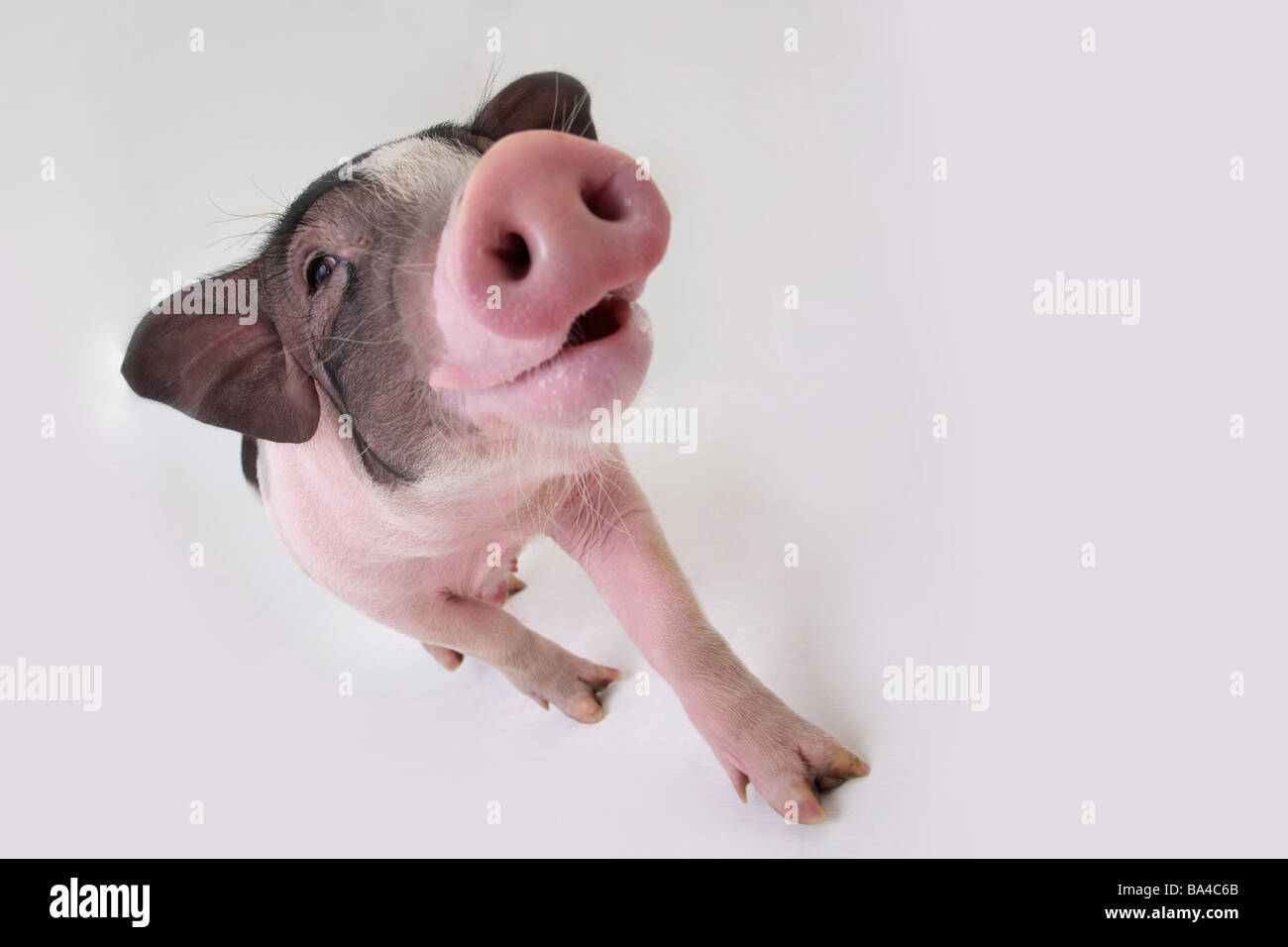 Piglet standing with smile Stock Photo - Alamy