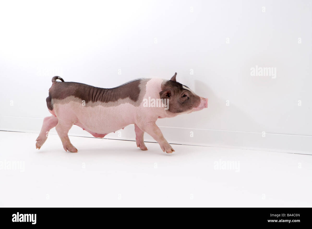 Piglet walking side view Stock Photo - Alamy