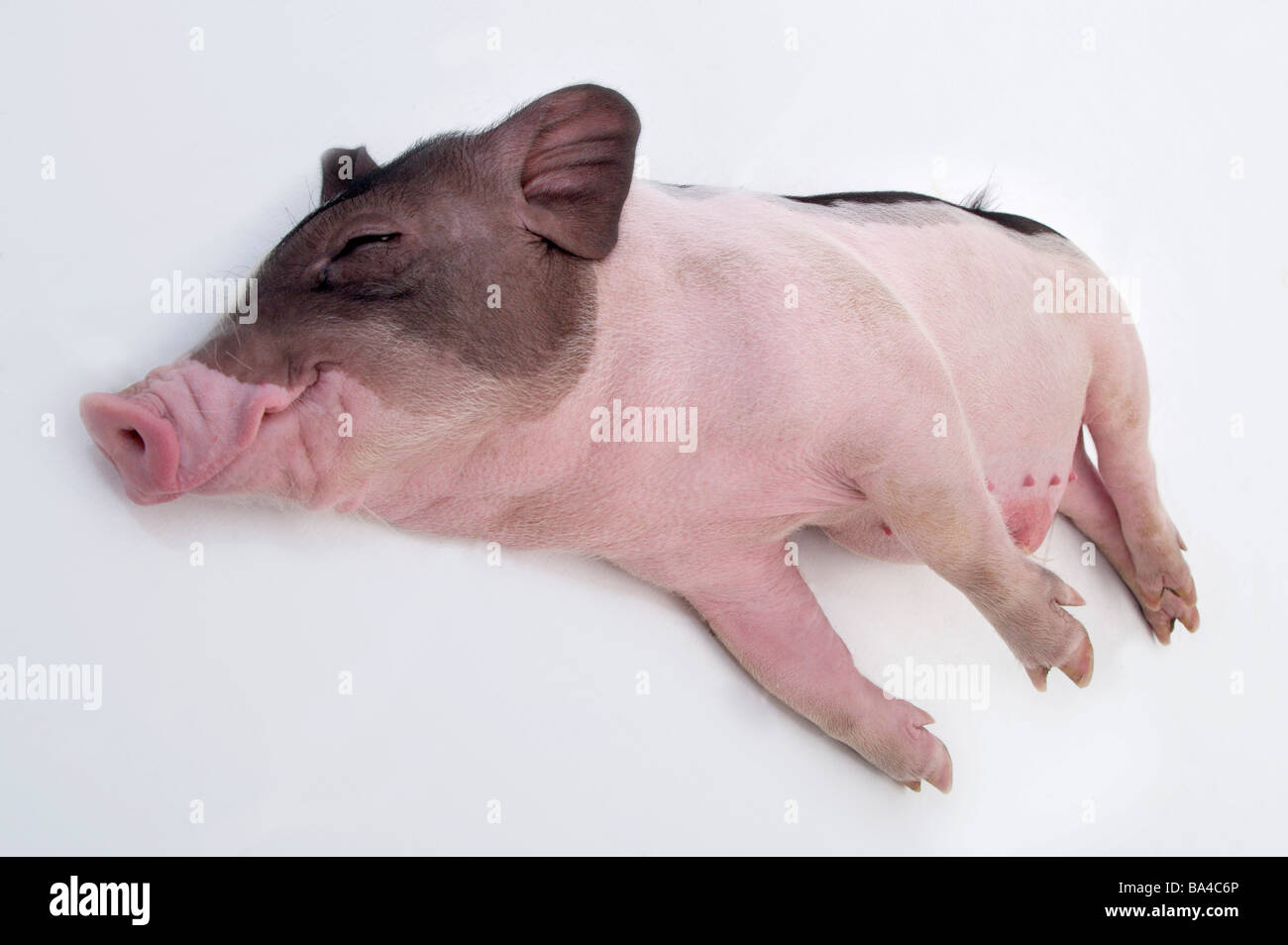 Sleeping piglet hi-res stock photography and images - Alamy