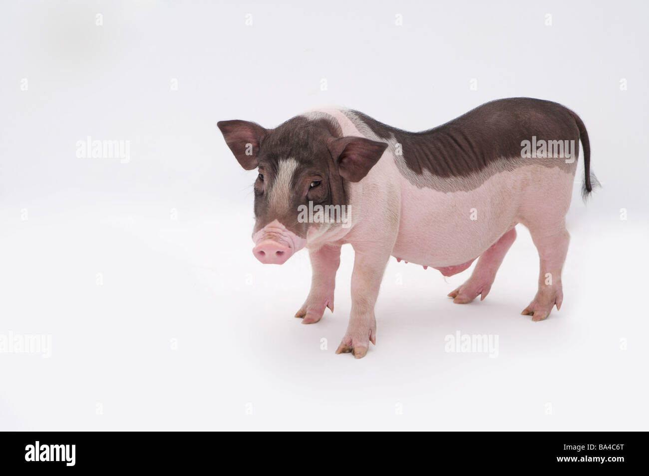 Piglet standing side view Stock Photo - Alamy