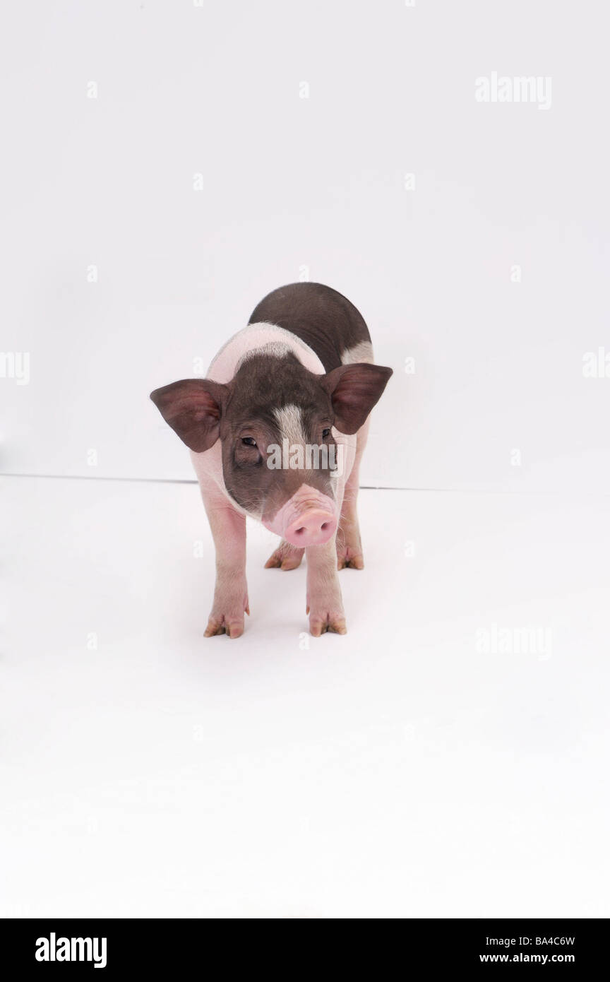 Piglet standing front view Stock Photo - Alamy