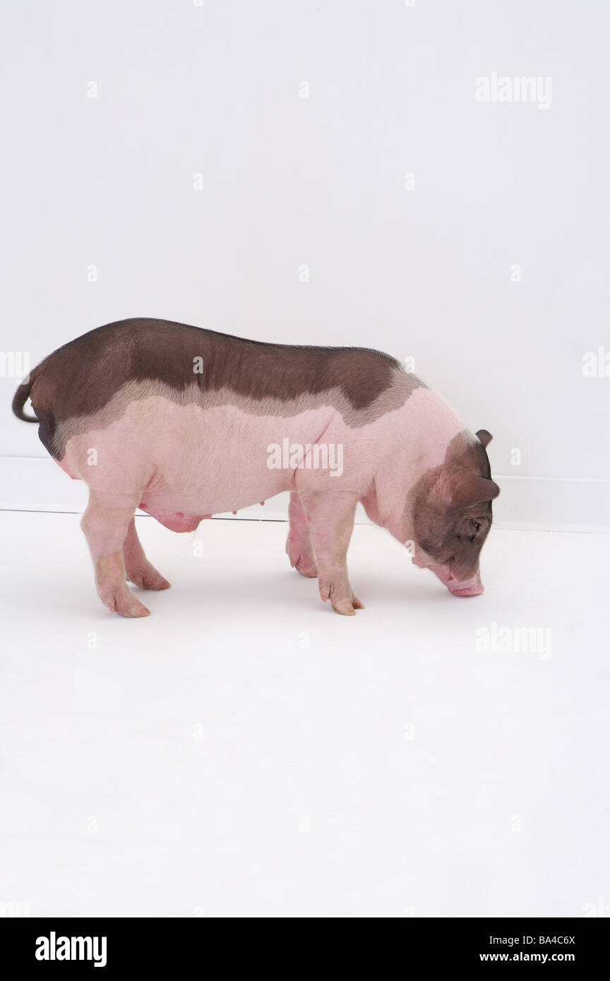 Piglet standing side view Stock Photo - Alamy