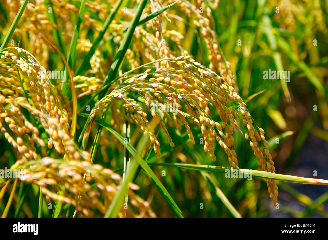 Rice paddy close up Stock Photo - Alamy