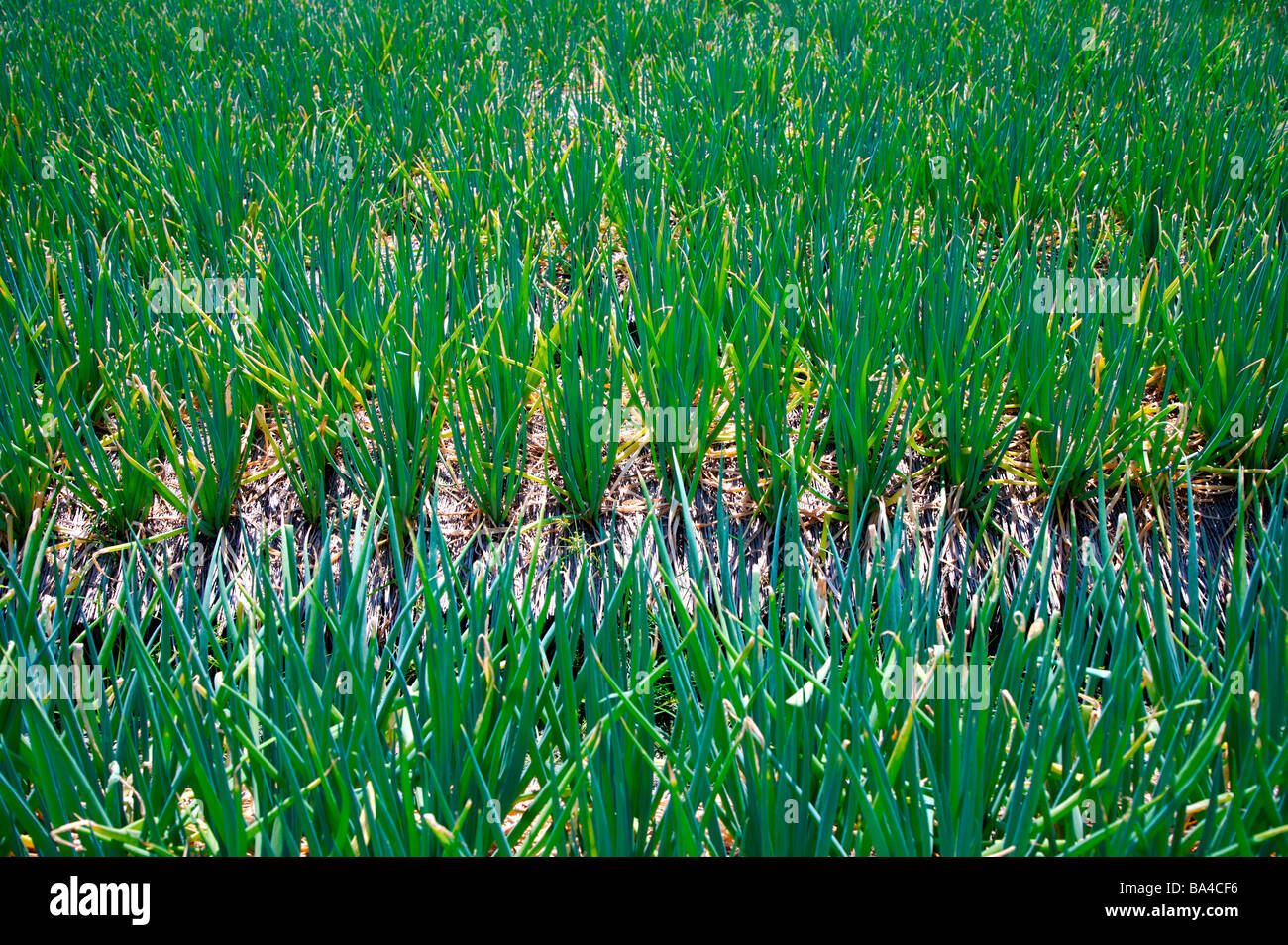 Chive photography hi-res stock photography and images - Alamy
