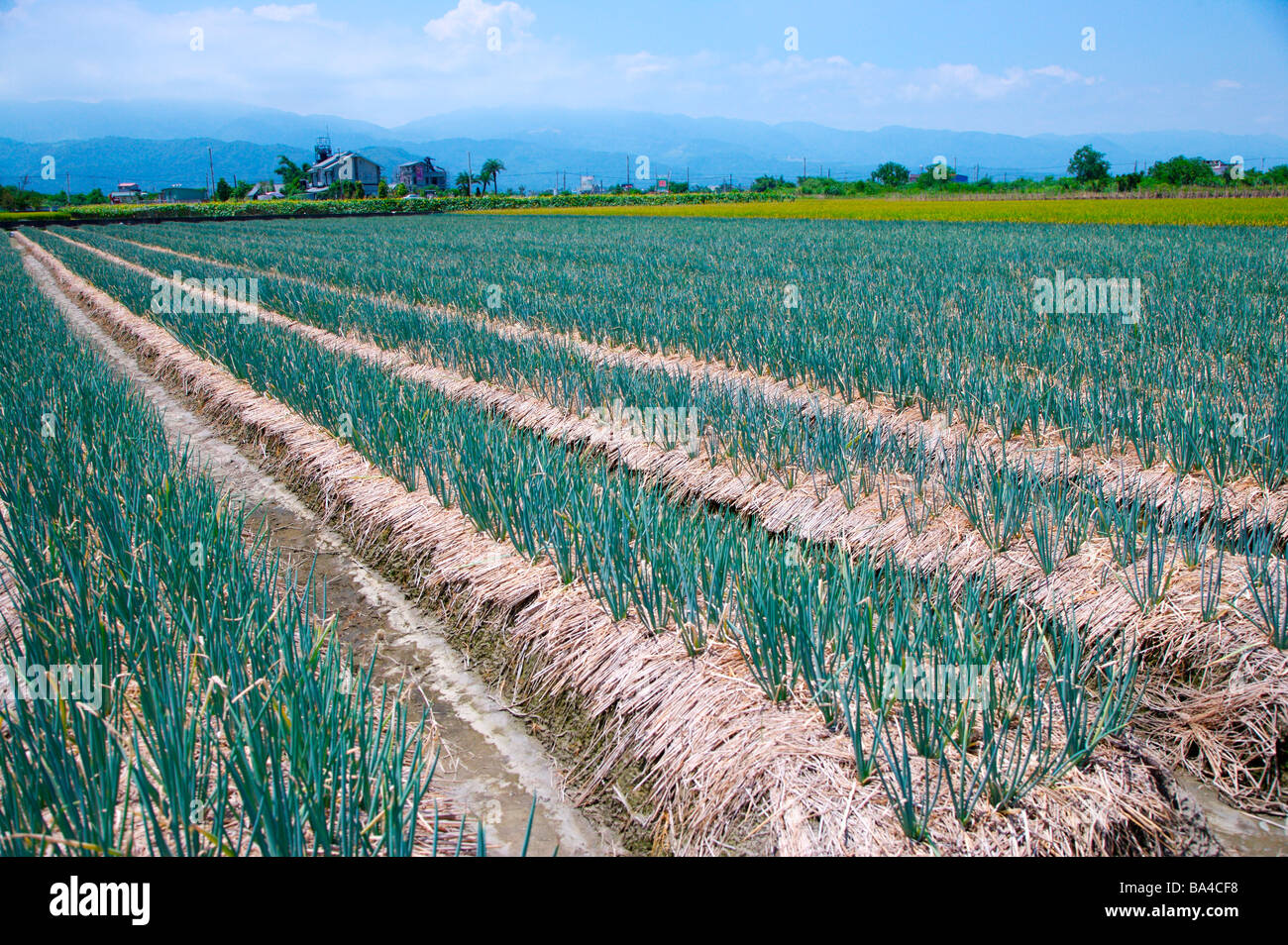 Chive photography hi-res stock photography and images - Alamy