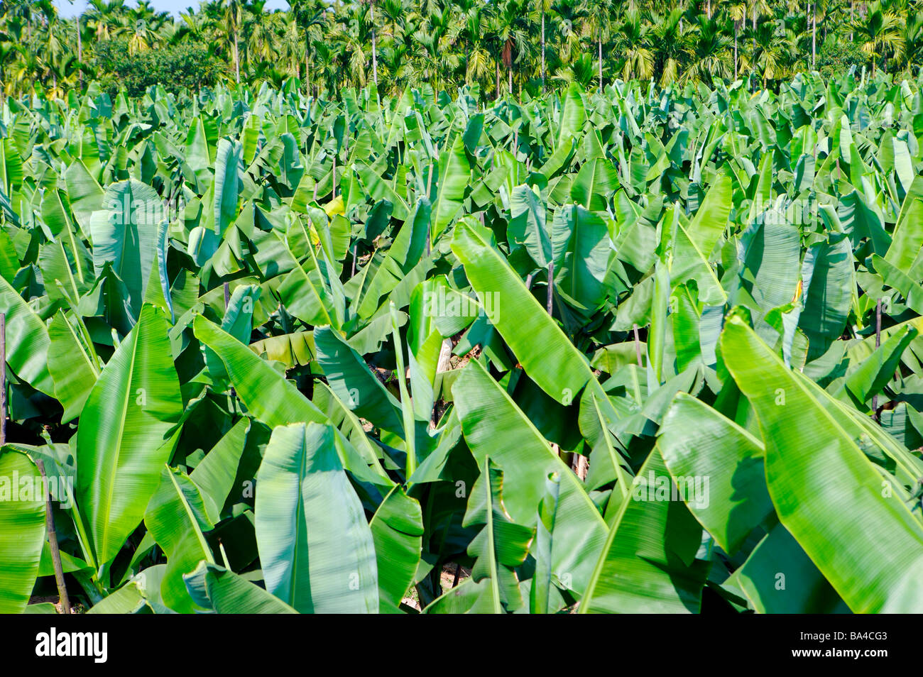 Green banana trees in orchard hi-res stock photography and images - Alamy