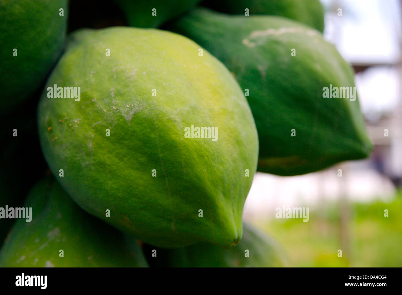 Green papaya tree abundance hi-res stock photography and images - Alamy