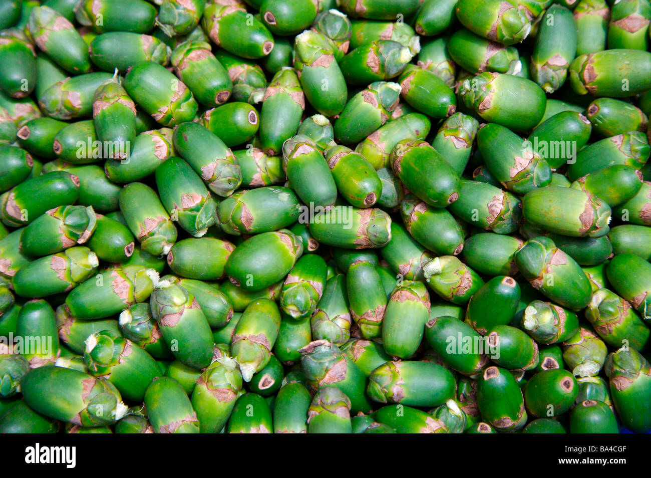 Betel nuts full frame Stock Photo - Alamy