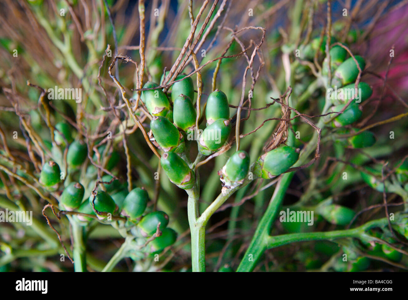 Betel tree hi-res stock photography and images - Alamy
