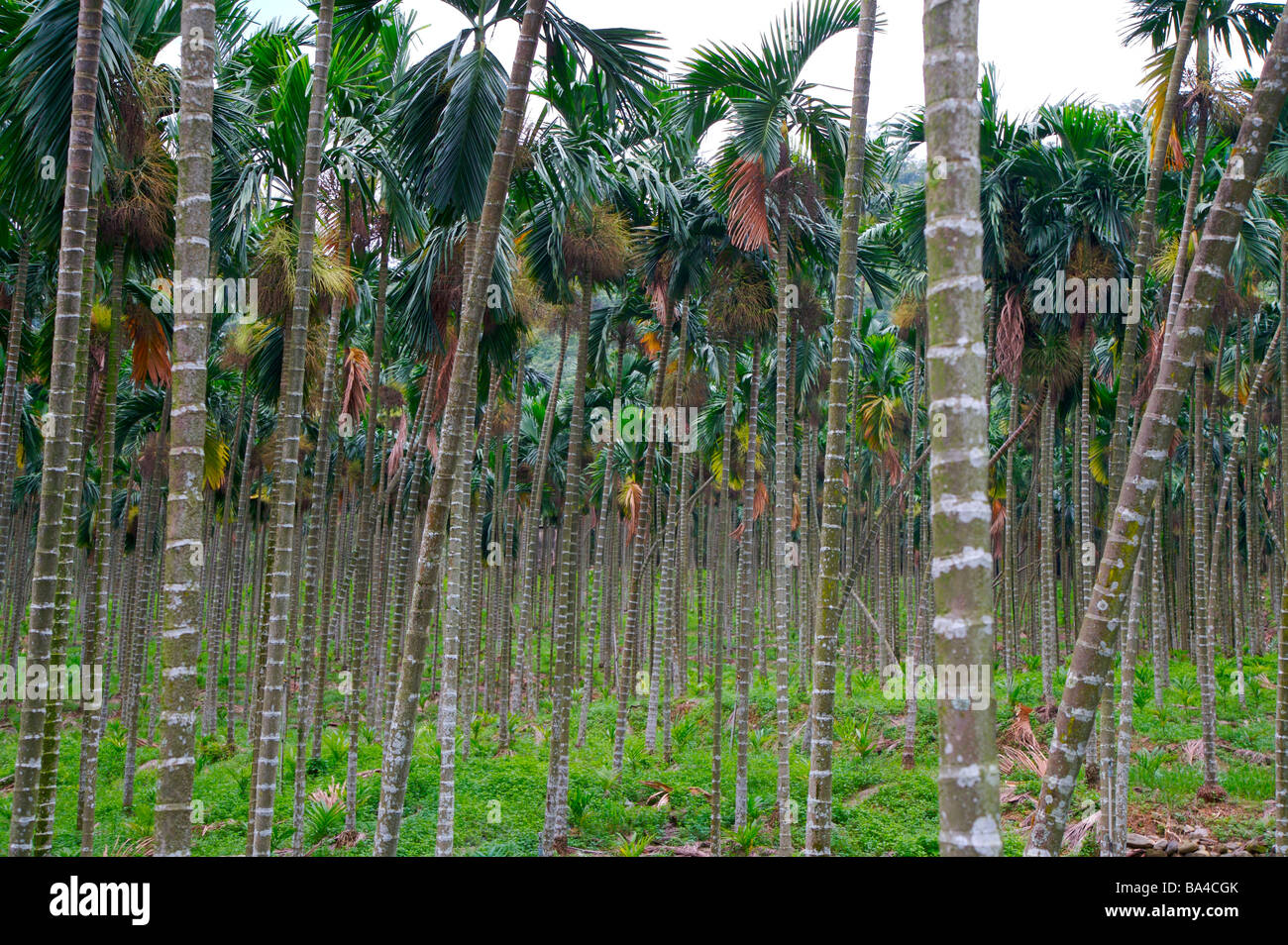 Betel nut trees hi-res stock photography and images - Alamy