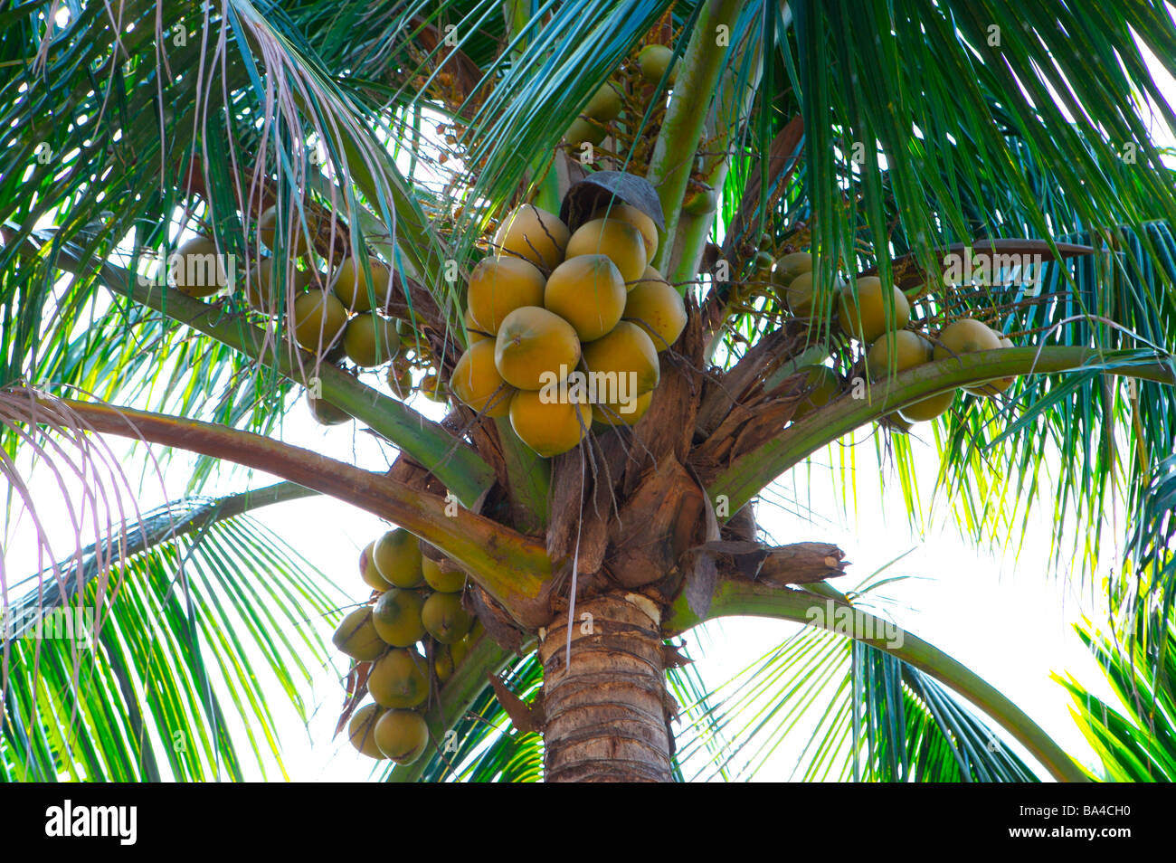 Coconuts on tree Stock Photo - Alamy