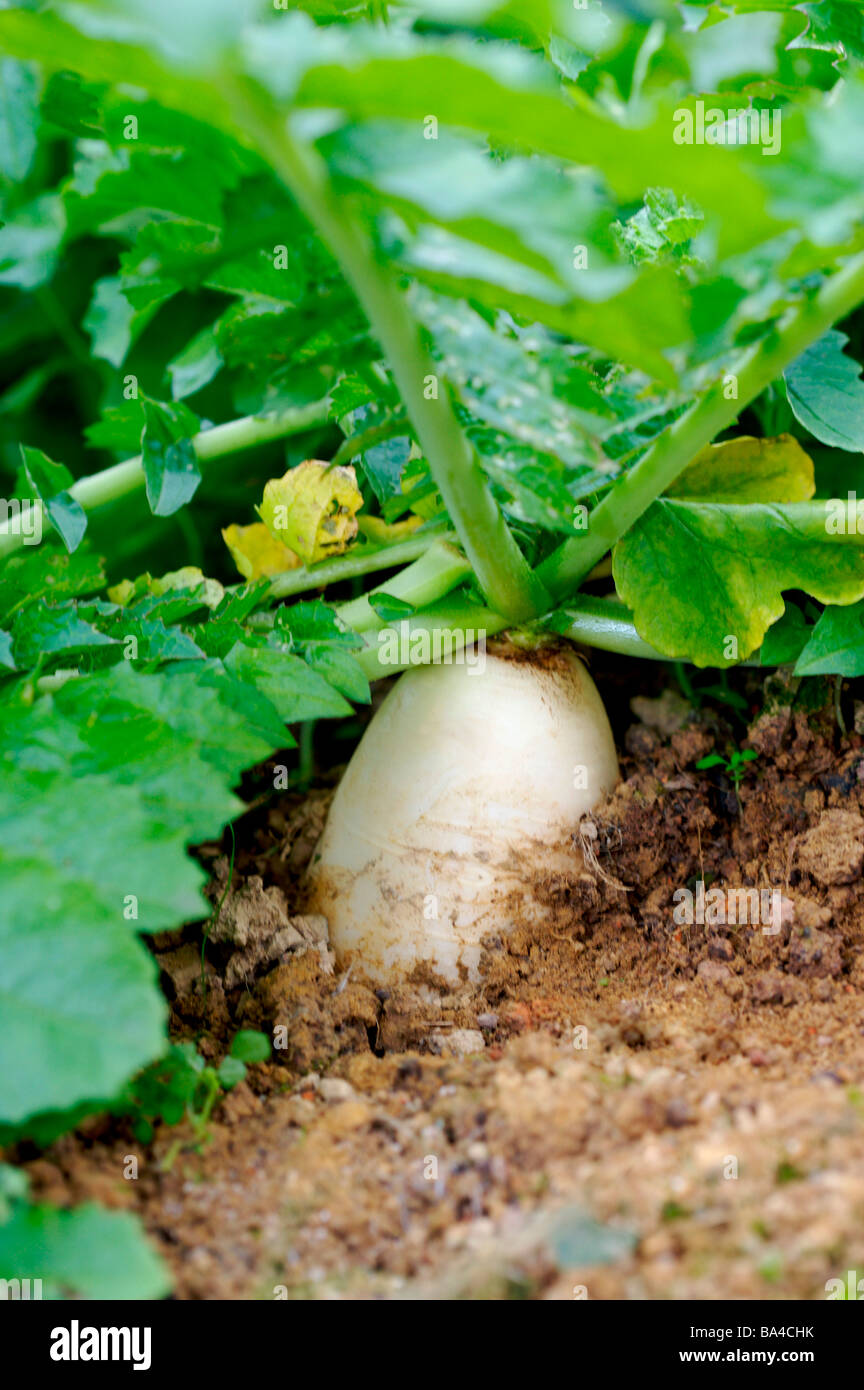 Urban radish hi-res stock photography and images - Alamy