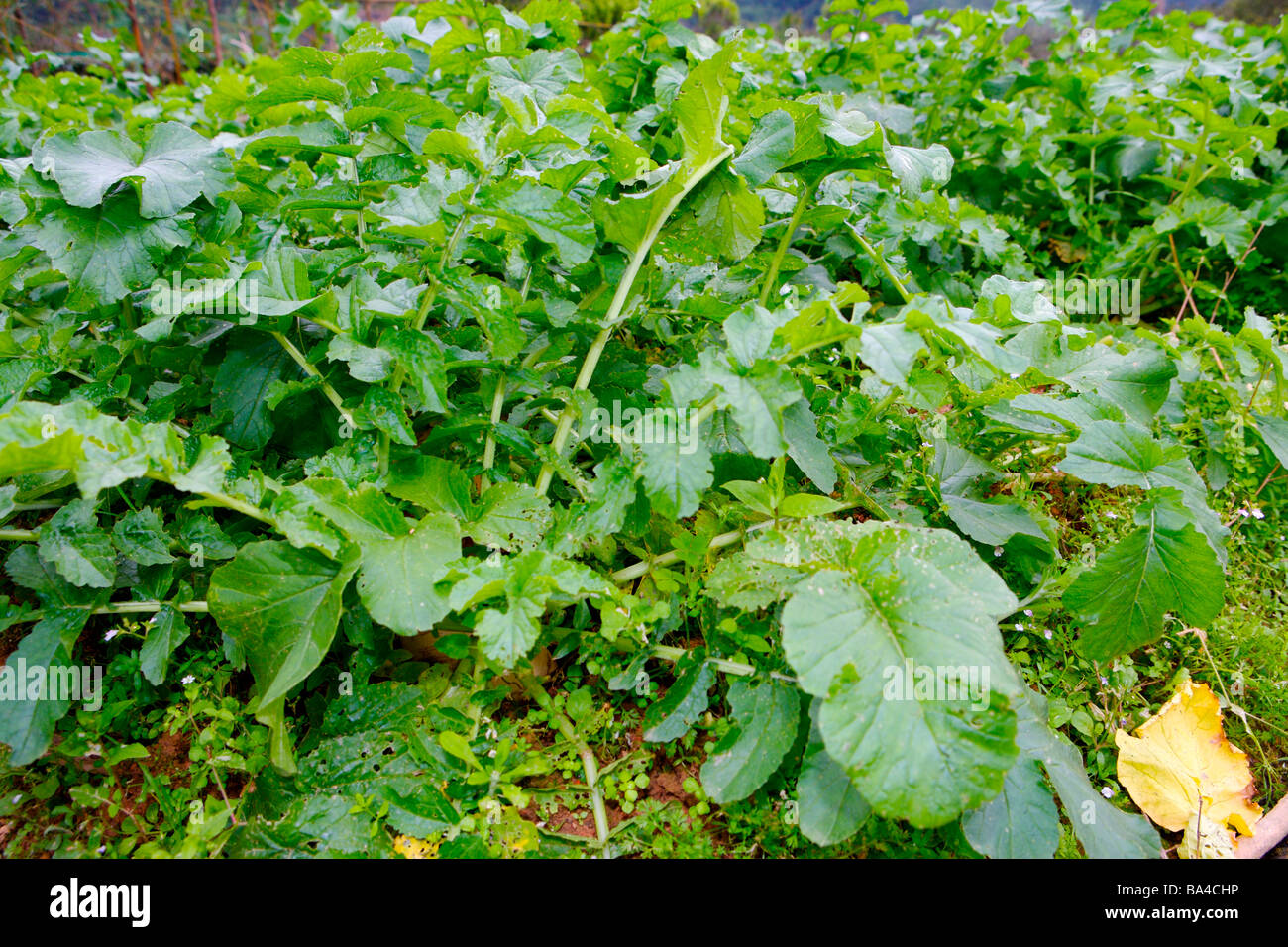 Urban radish hi-res stock photography and images - Alamy