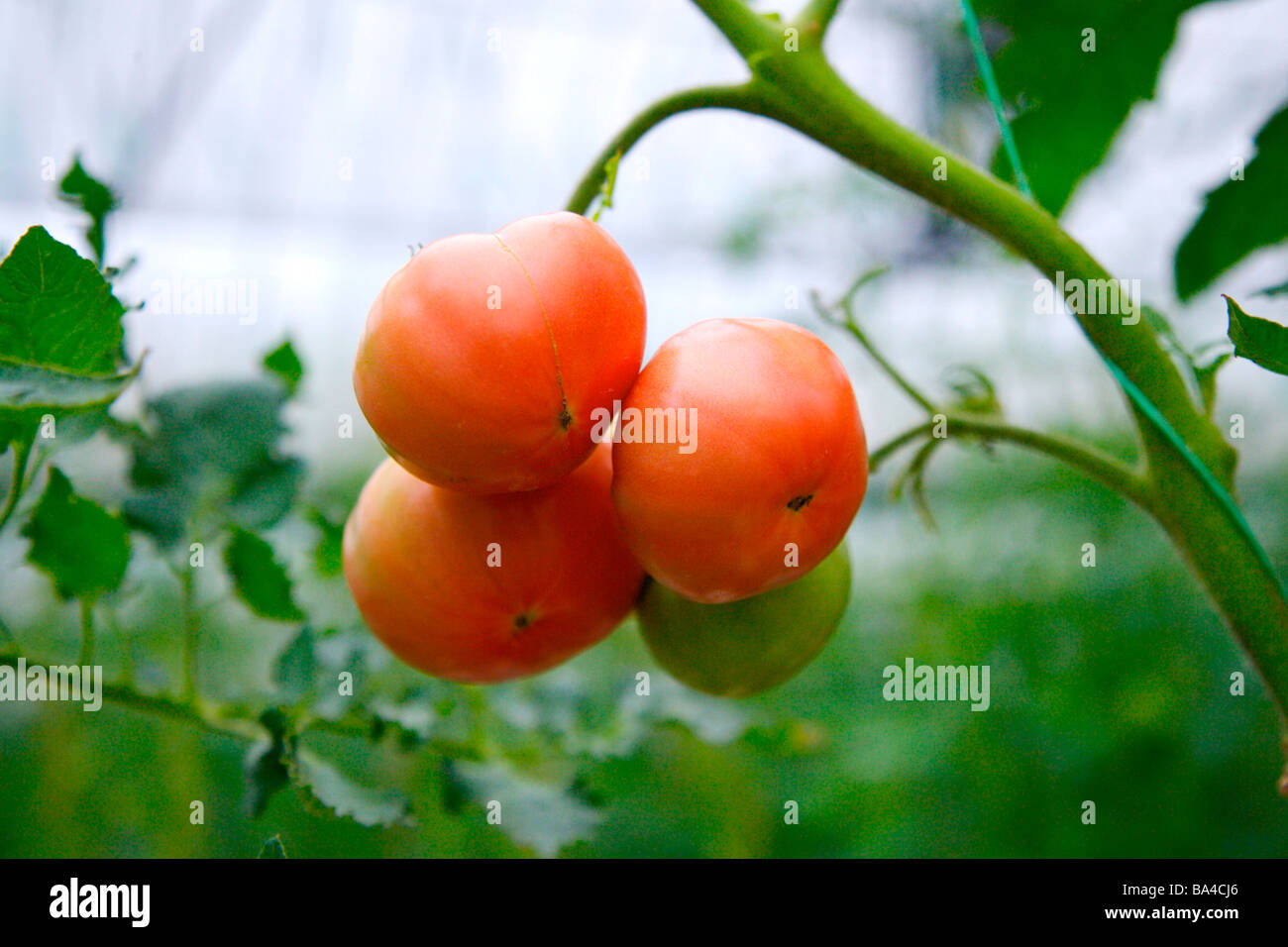 Tomato farm low angle hi-res stock photography and images - Alamy