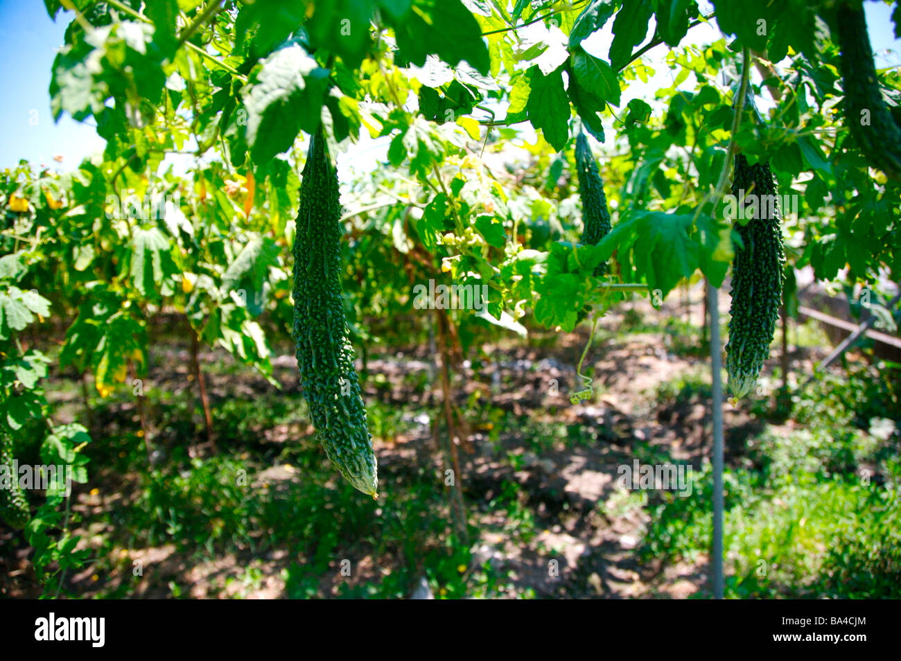 Image of bitter melon hi-res stock photography and images - Alamy
