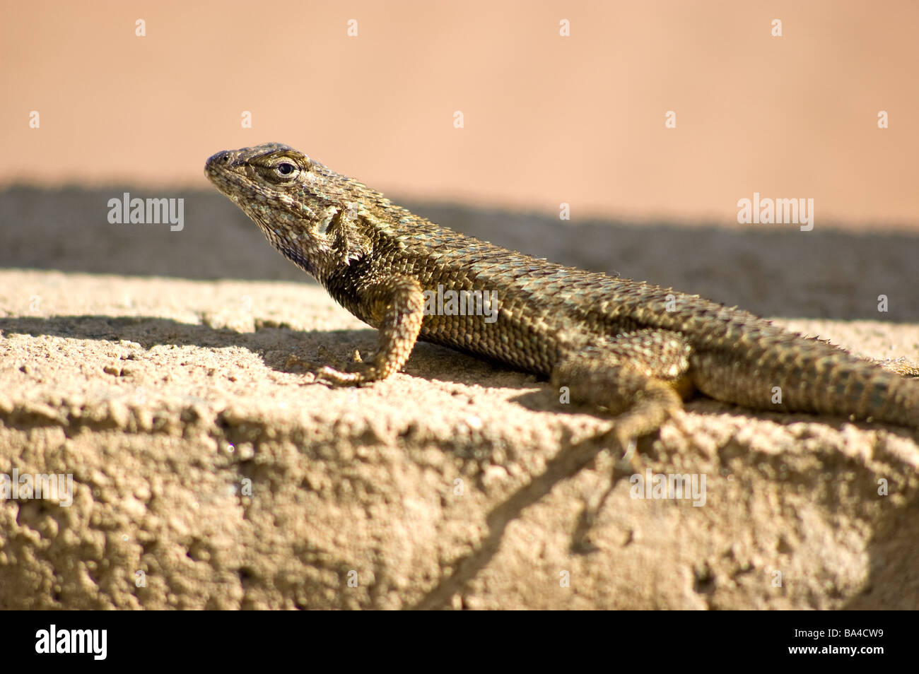 A Western Fence Lizard. The subspecies is the Great Basin Fence lizard ...