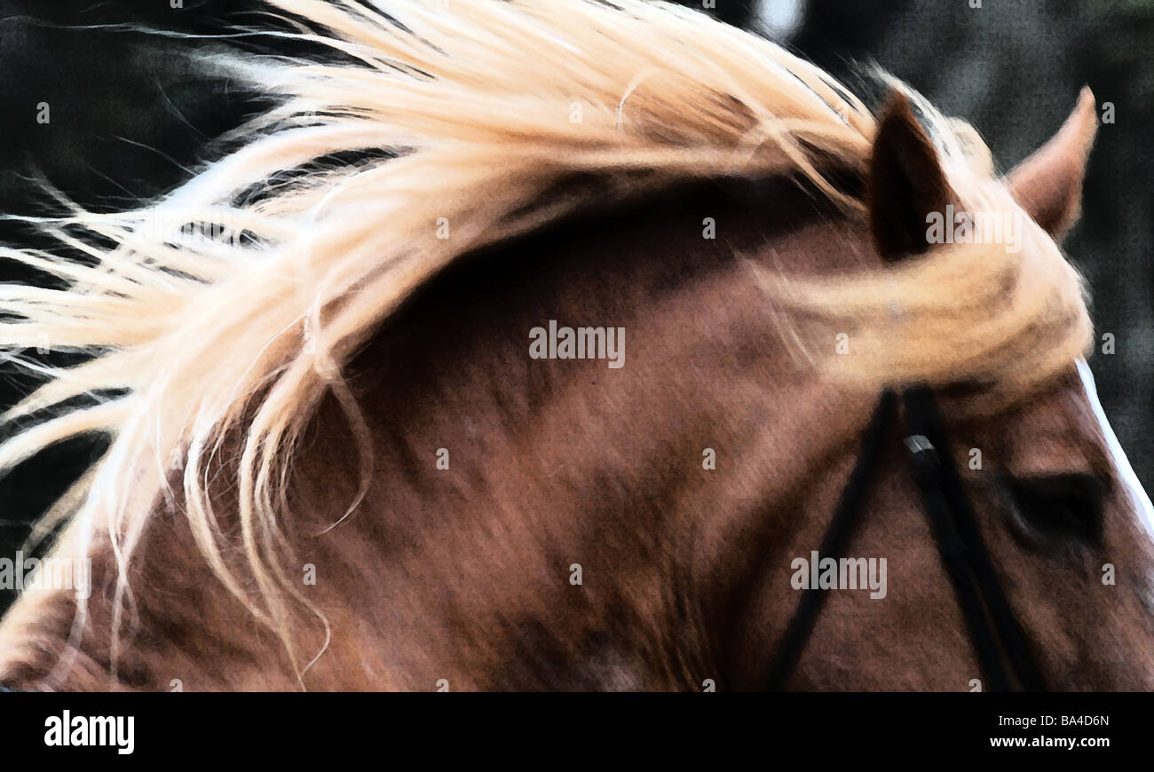 Belgian Cross Mare with mane flowing in the wind Stock Photo - Alamy