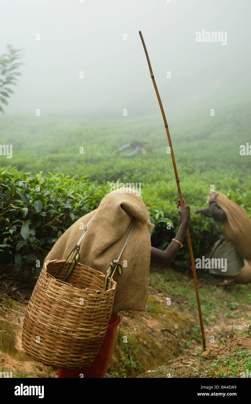 Women working at a tea plantation Stock Photo - Alamy
