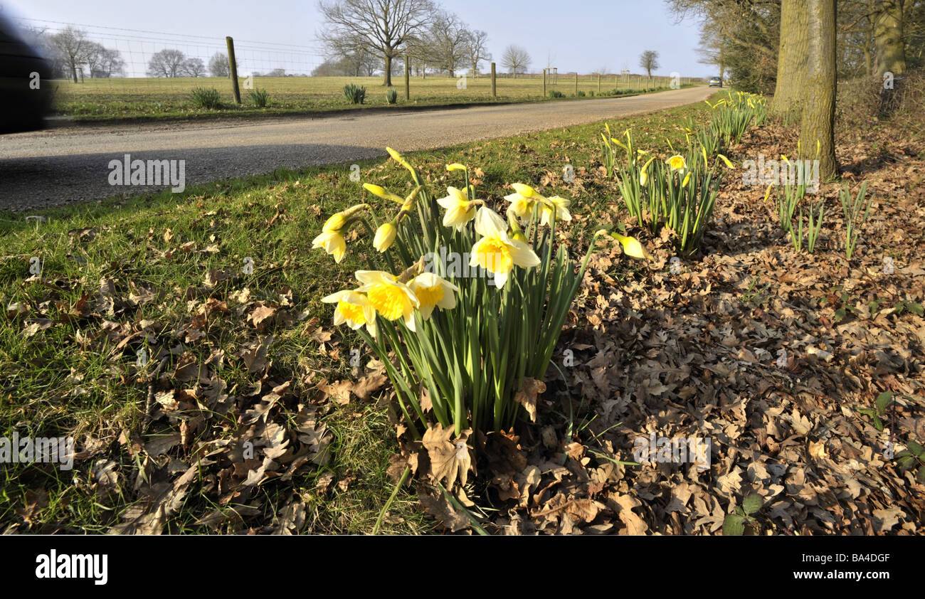 Yellow daffodil wild flowers growing wild in the countryside Stock ...