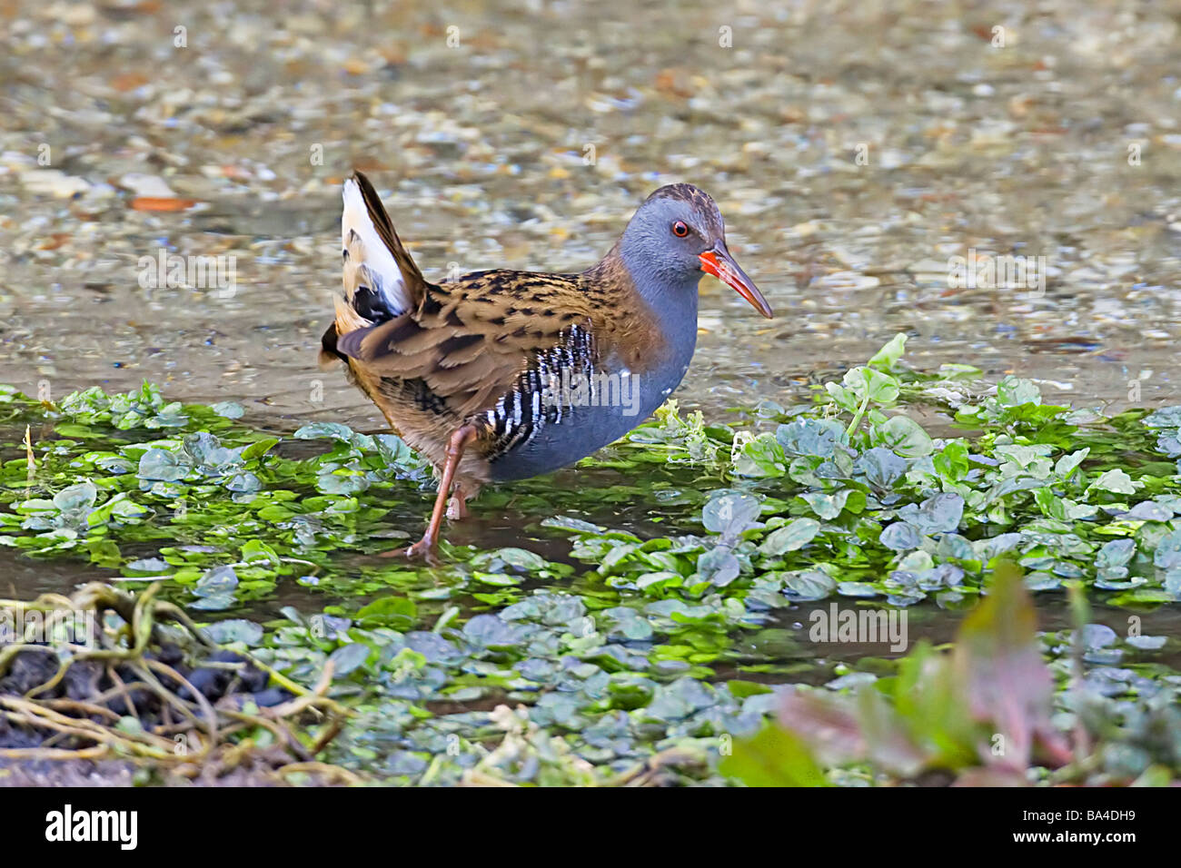 Water rail hi-res stock photography and images - Alamy